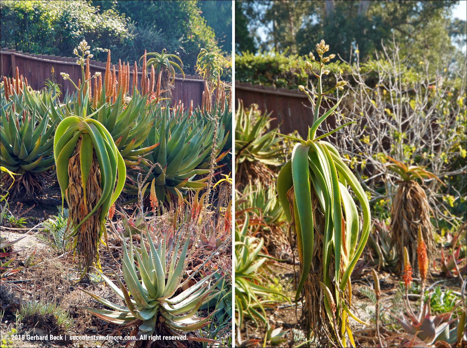 John Miller's Oakland aloe garden (Institute for Aloe Studies)