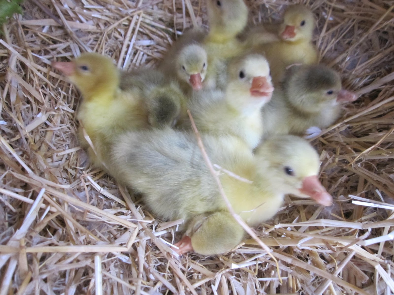 Welcome to the Hen house: Lessons Learned from Geese?
