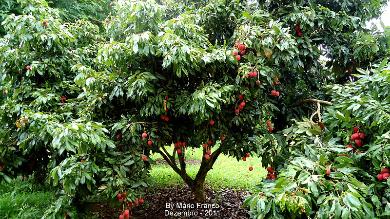 Meu Cantinho Verde: LICHIA - ( Litchi Chinensis )