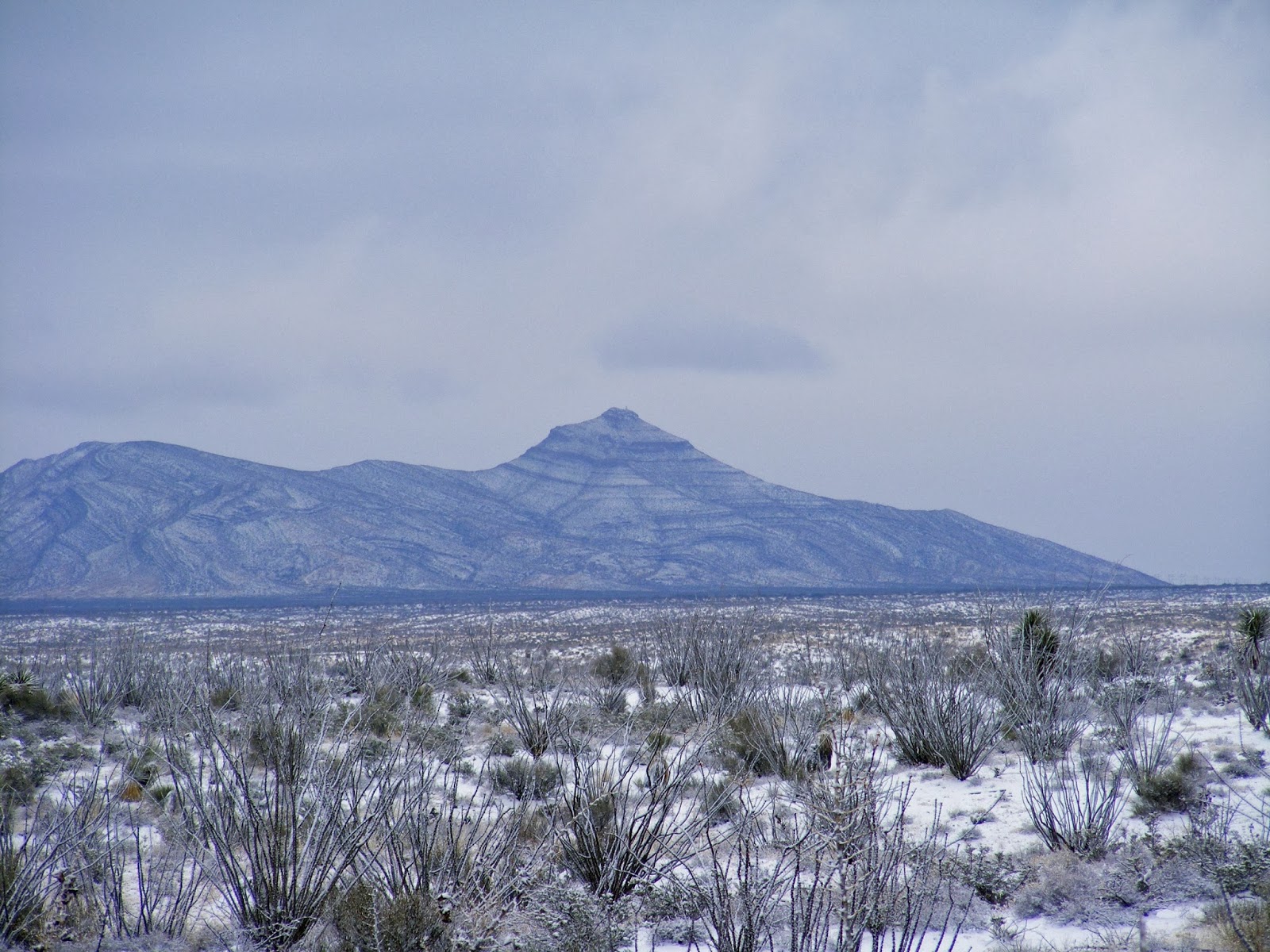 Desert Packrat: Snowy Desert