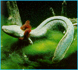 Fahmi Azizan: Ikan Manusia Slovenia [Slovenian Human Fish]