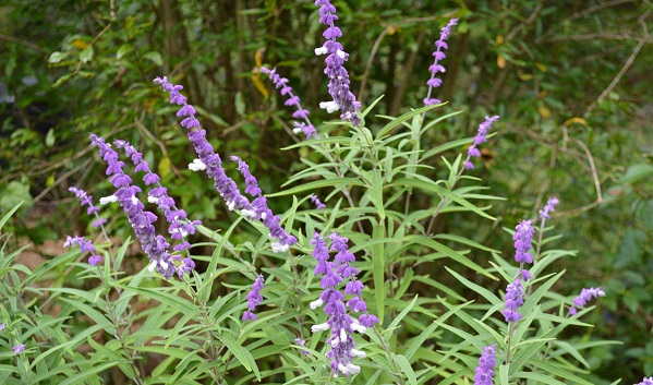 Espaces, instants: Sauvage sauge / Salvaje salvia