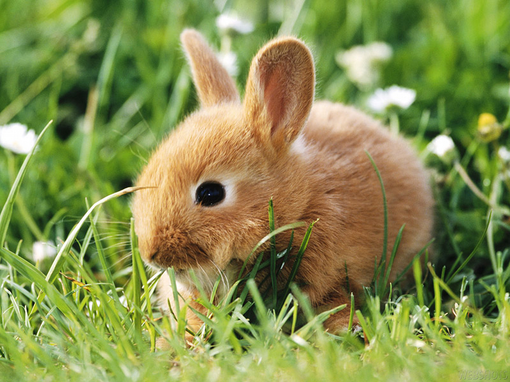 Cute rabbit wallpaper ~ unique animal wallpapers