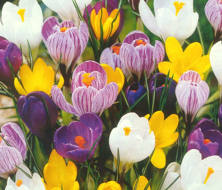 Imágenes de flores y plantas: Crocus