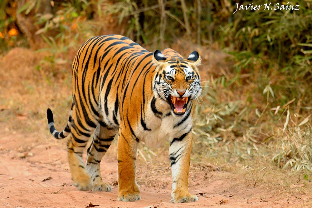 Fauna y fotografía: FÉLIDOS EN INDIA