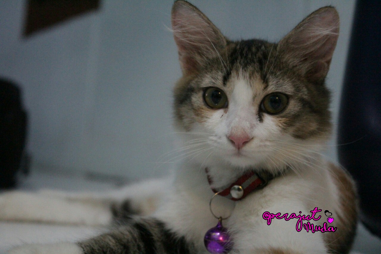 Blog Perajutmuda: Seekor Kucing Mix Dome Bernama: Bocil