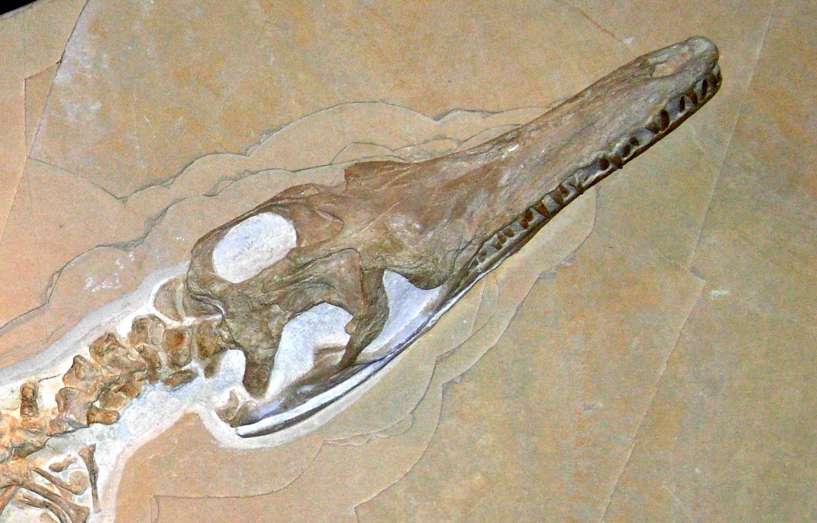 Escenarios prehistóricos: Geosaurus