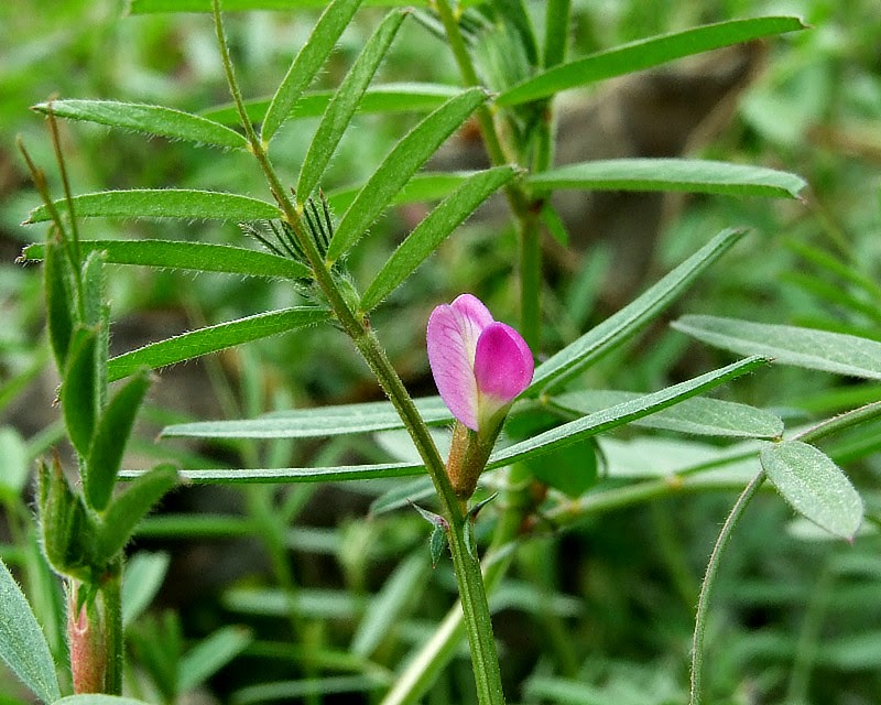 solitary dog sculptor: Botany - Botanica: Vicia - sp. Sativa - 20 ...