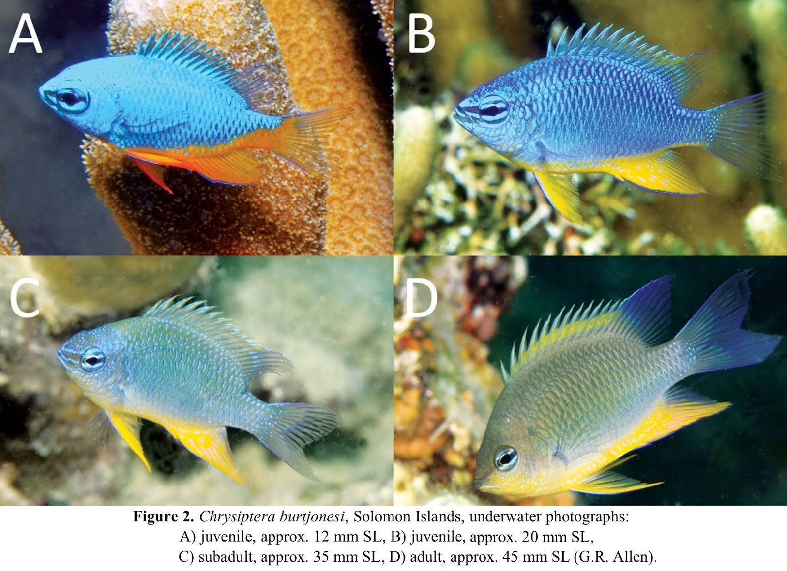 Species New to Science: [Ichthyology • 2017] Chrysiptera burtjonesi • A ...
