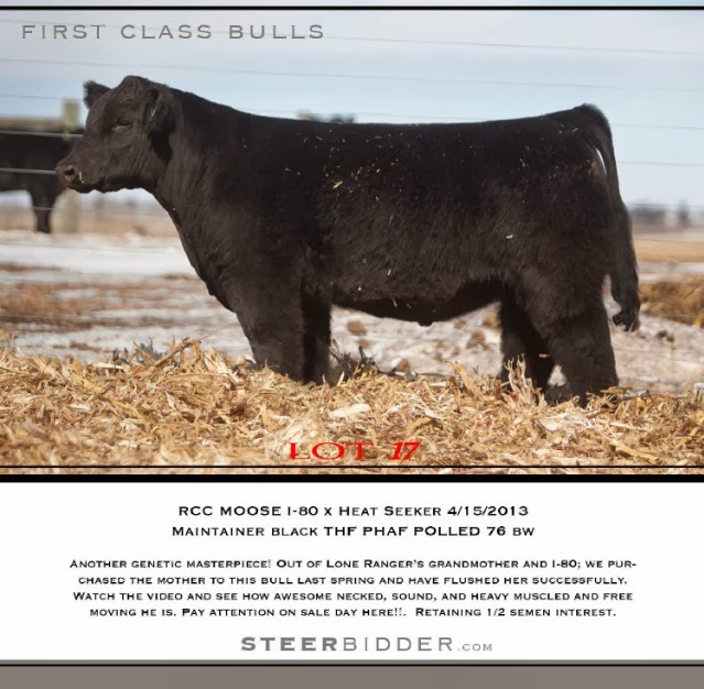 DIAMOND G CATTLE CO.: First Class Bull Sale - Top Club Calf Prospects