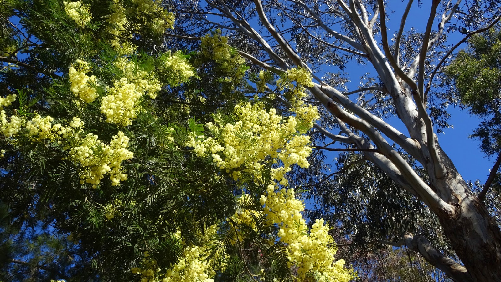 MAP: MORE WATTLES...