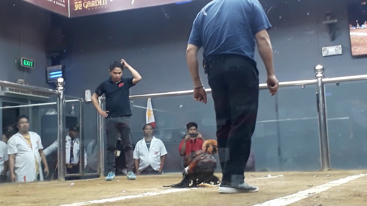 10 STAG DERBY CHAMPION AT MANILA COCKERS CLUB - World Of Gamefowl