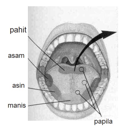 Indra Penglihatan, Pembau atau Penciuman, Pengecap, Pendengaran dan ...