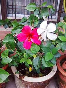 Info Baru Pokok Bunga Raya