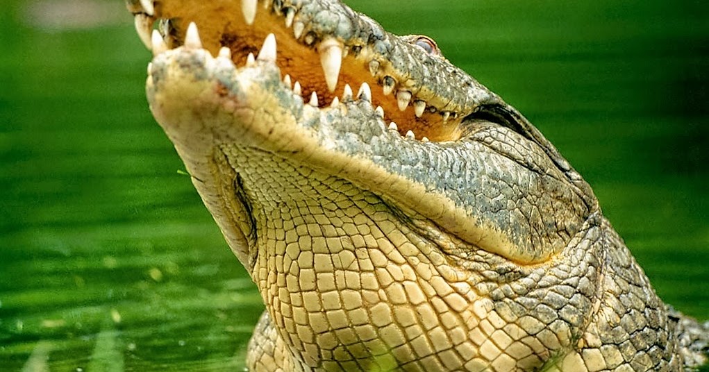 Fieggentrio: Krokodil.