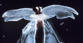 Variety of Life: Cavoliniidae