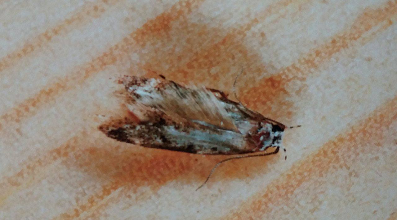 Voskov moljac i američka gnjiloća gnijezda - Pčelarstvo za početnike