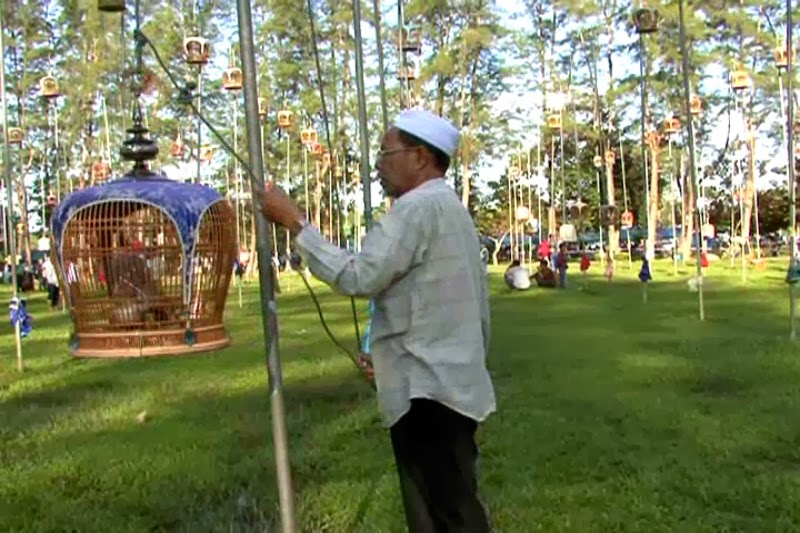 Joy in Thailand: Asean Java Dove Songbird Contest a Yala