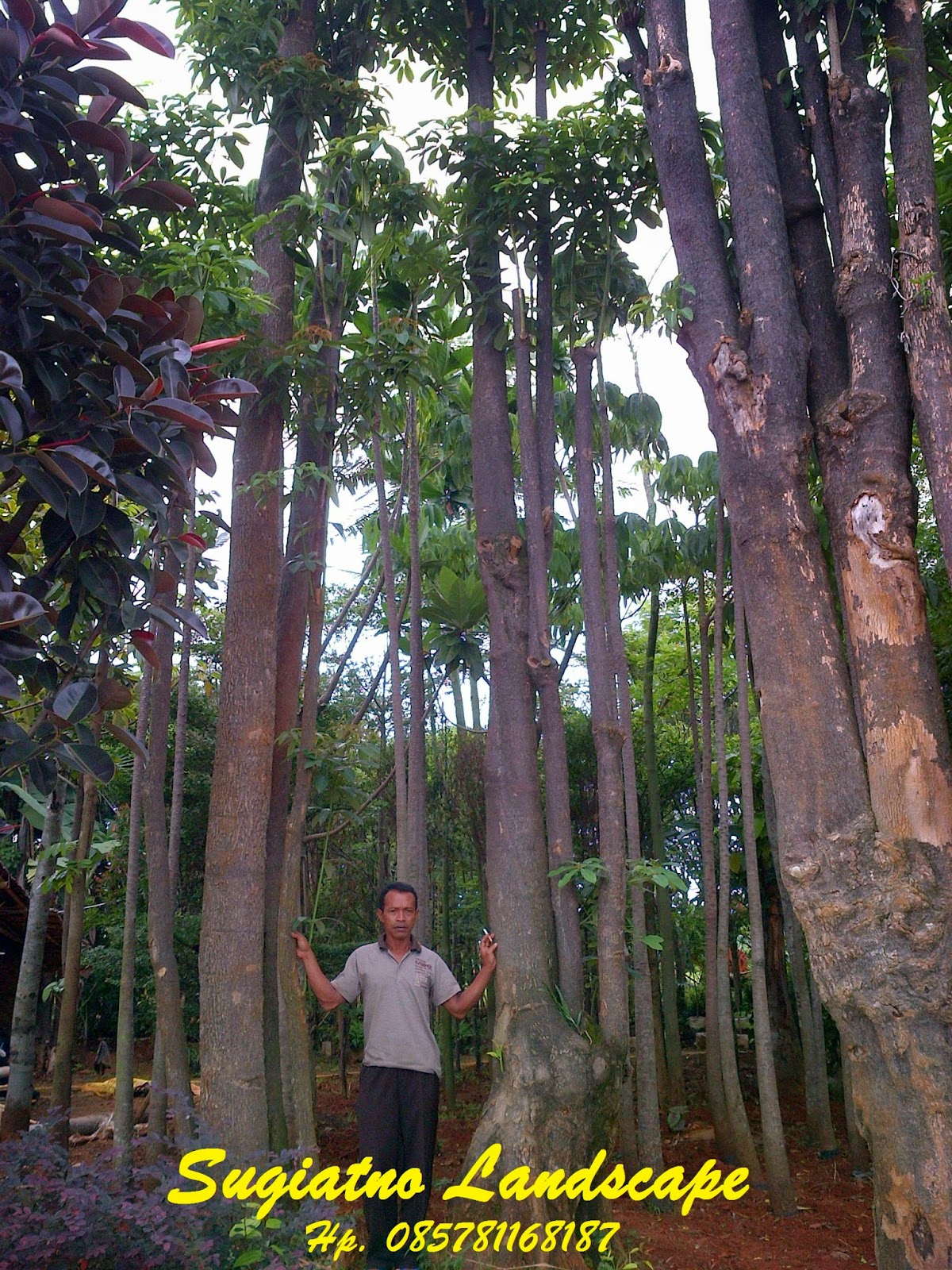 Pohon pule | Jual pohon pule murah | Tukang Taman