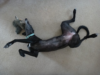 Northern Lights Greyhound Adoption Dog Blog: NLGA Photo Roundup -- Task ...