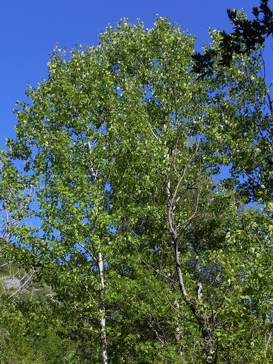 Á R B O L E S (T R E E S) y P A L M E R A S (P A L M S): Populus ...