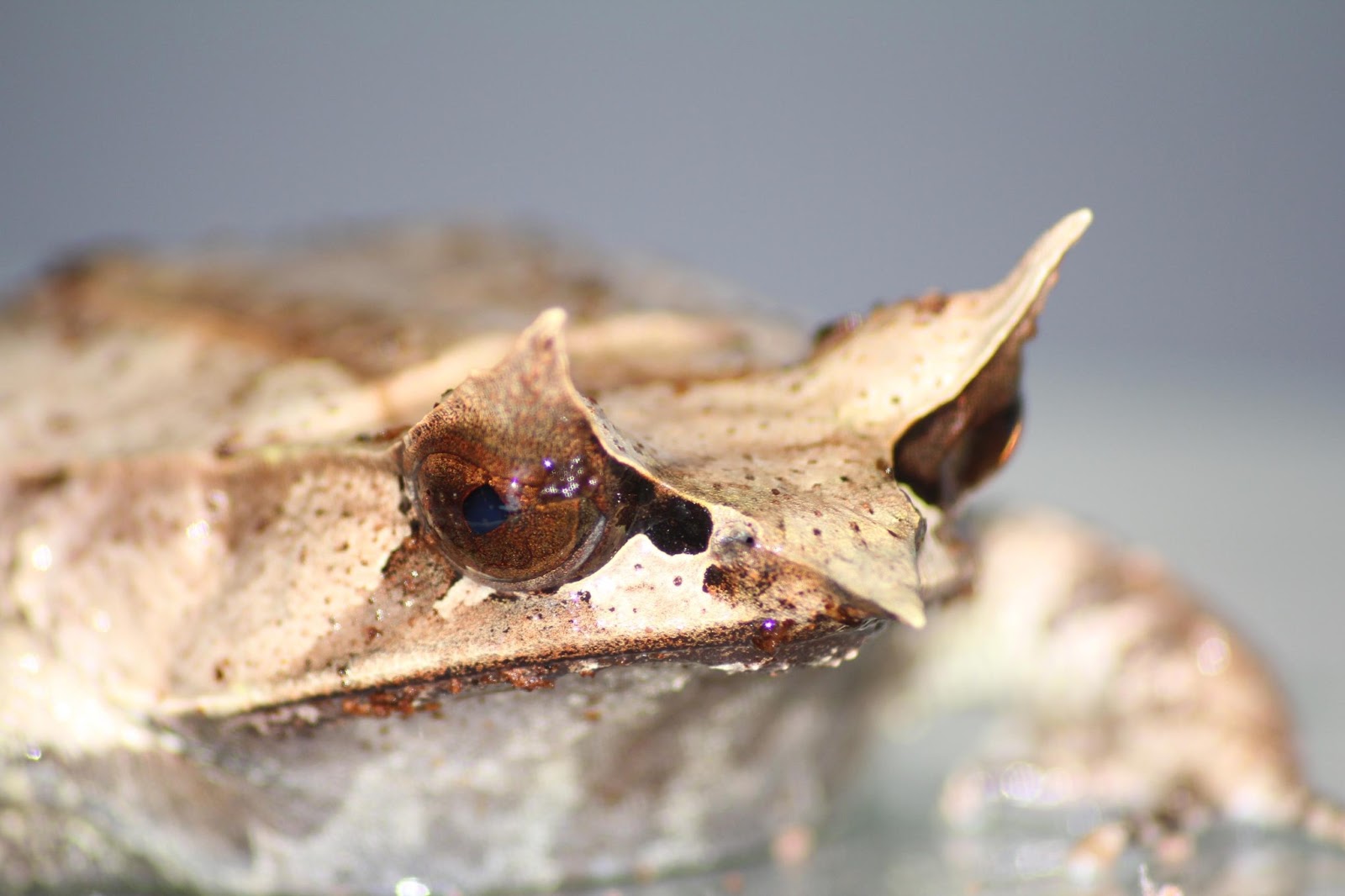 FOTOS JM.G: RANA HOJA