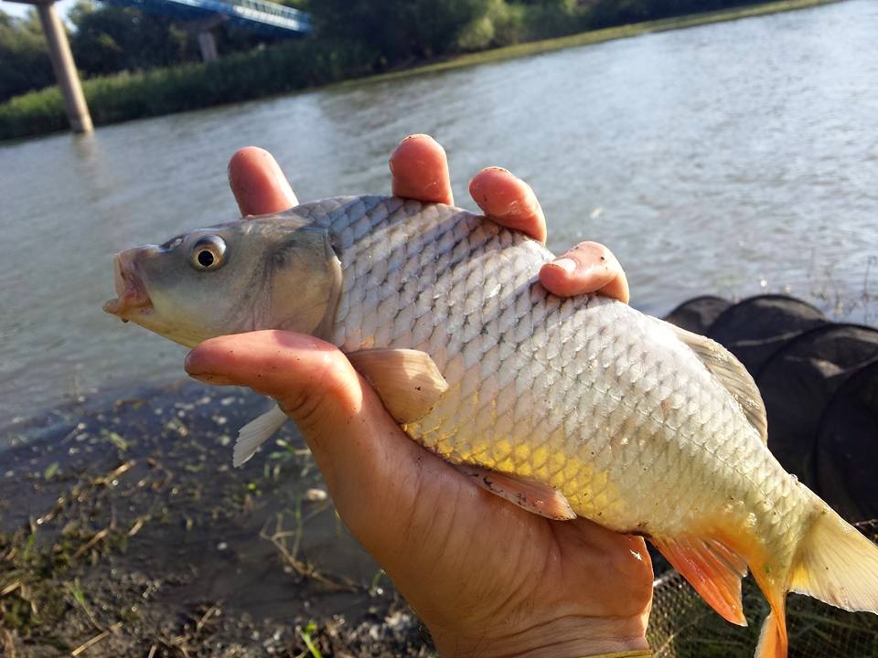 Život na vodi...: Babuske iz tople vode
