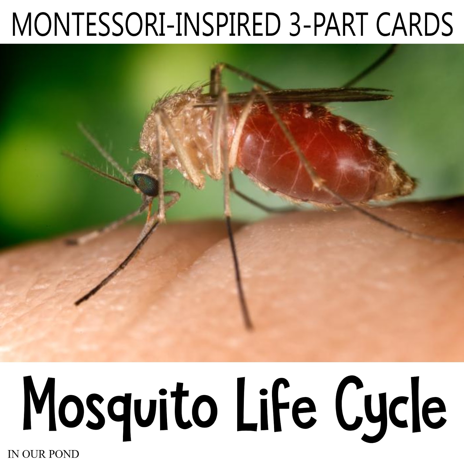Montessori-Inspired Mosquito Life Cycle 3-Part Cards