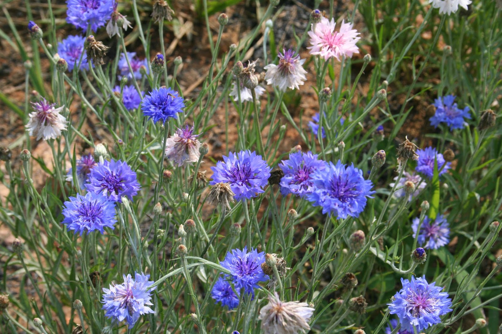 Gardening in the Heart of Virginia
