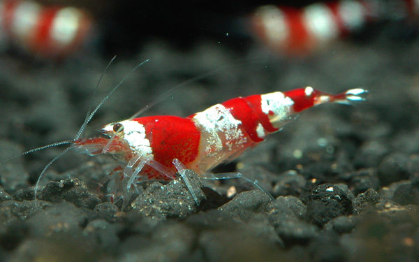 Red Crystal Shrimp | FishandAqua