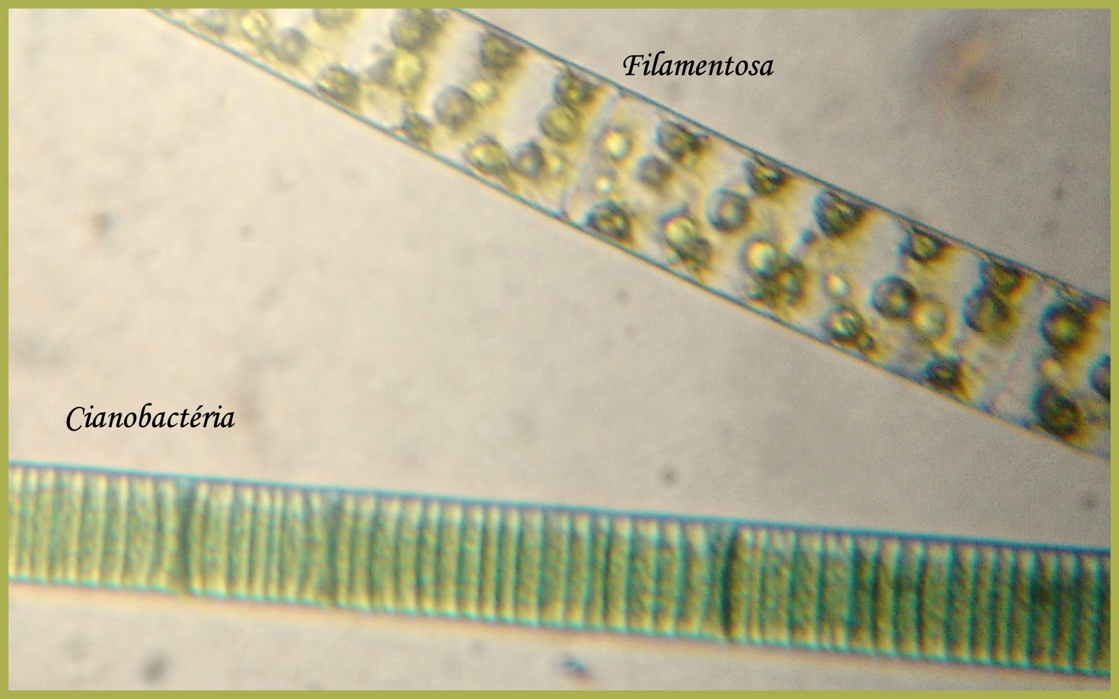 Cianobactérias | Biologia: A ciência da vida