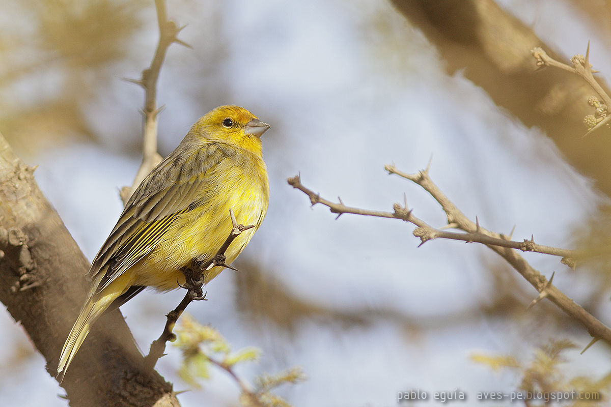 mis fotos de aves: Sicalis flaveola Jilguero Dorado Saffron Finch