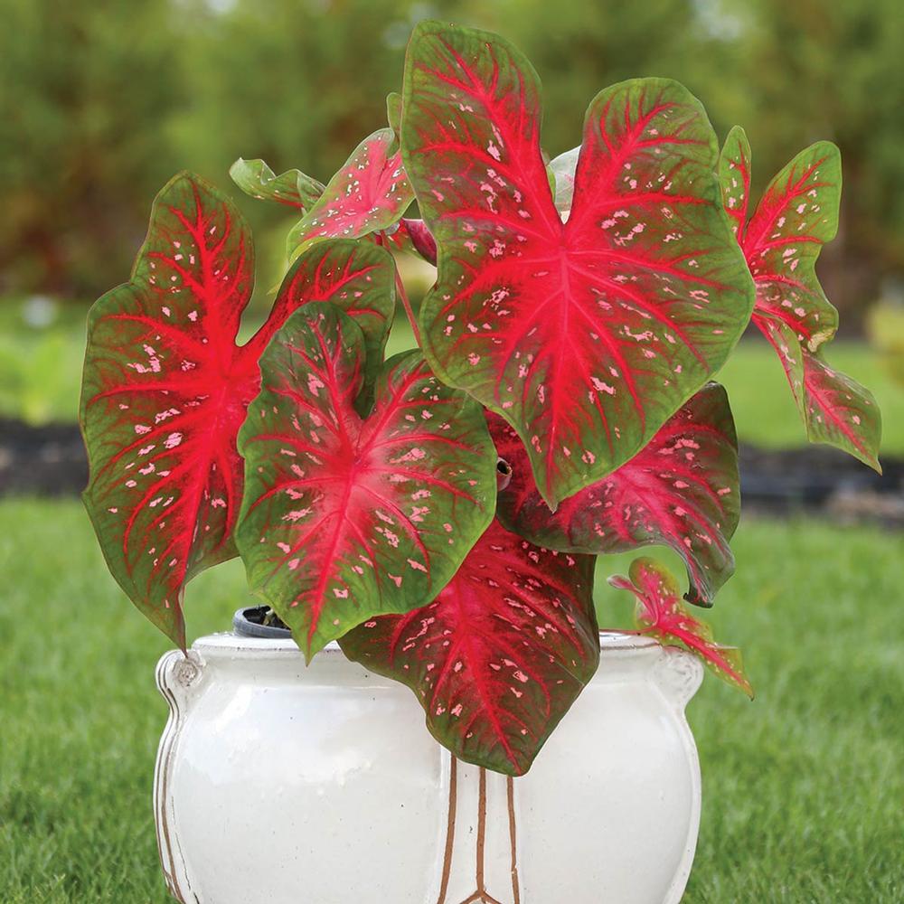 Caladium «caladio» - Id Plantae