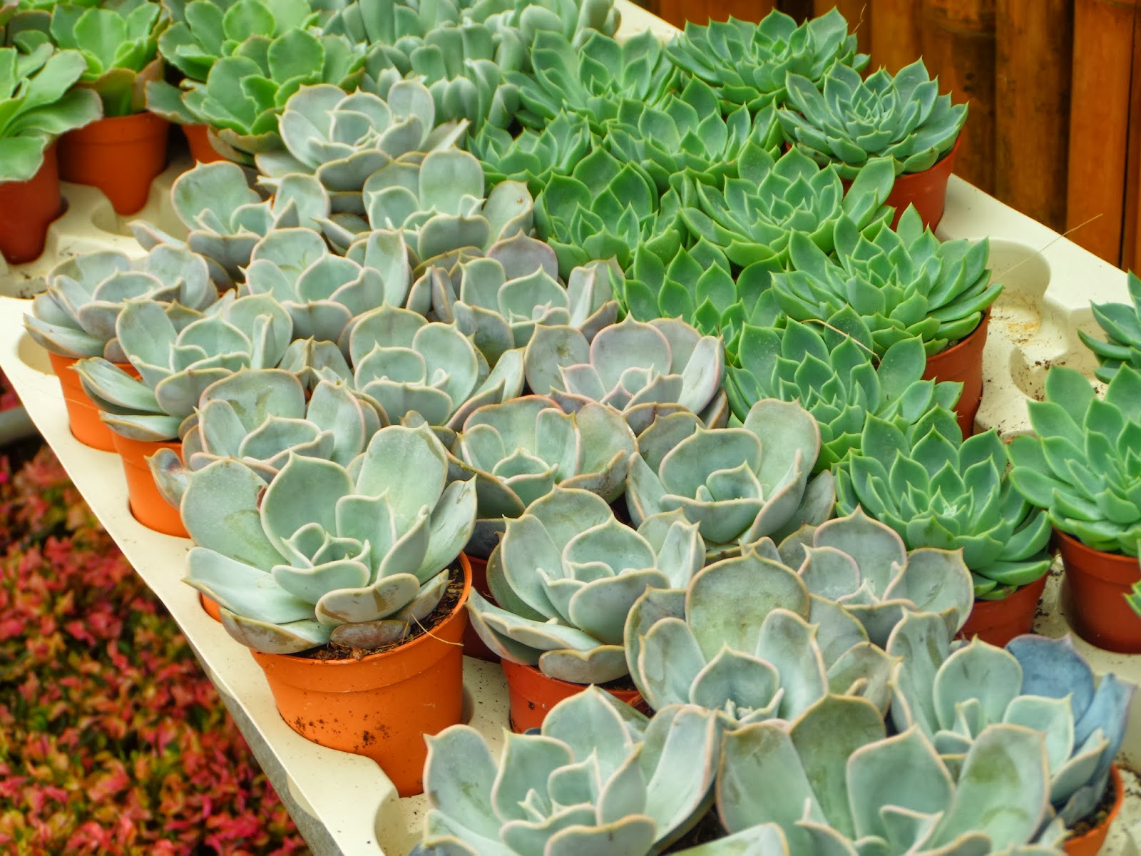 foto zaza: bunga ros segar 43sen sekuntum