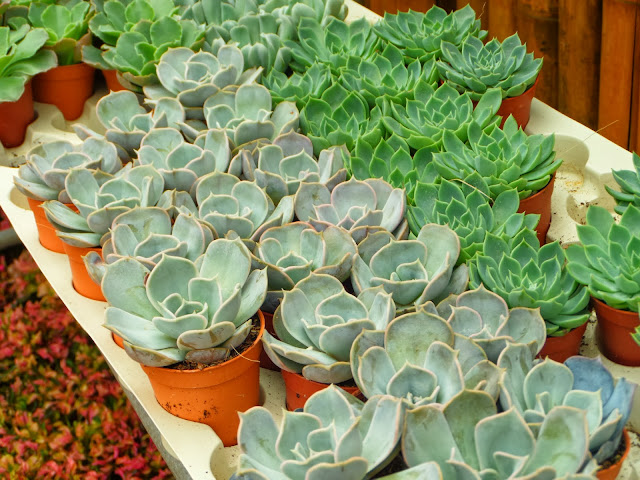 foto zaza: bunga ros segar 43sen sekuntum