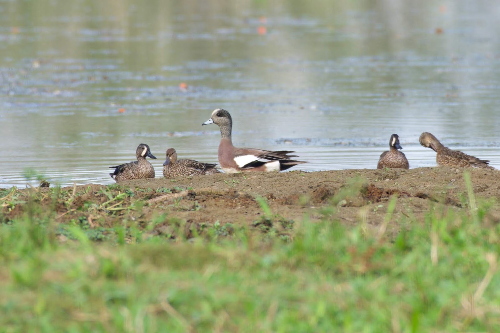 Jan Axel's Blog: A Visit to Finca Los Lagos (aka Ibis-Land)