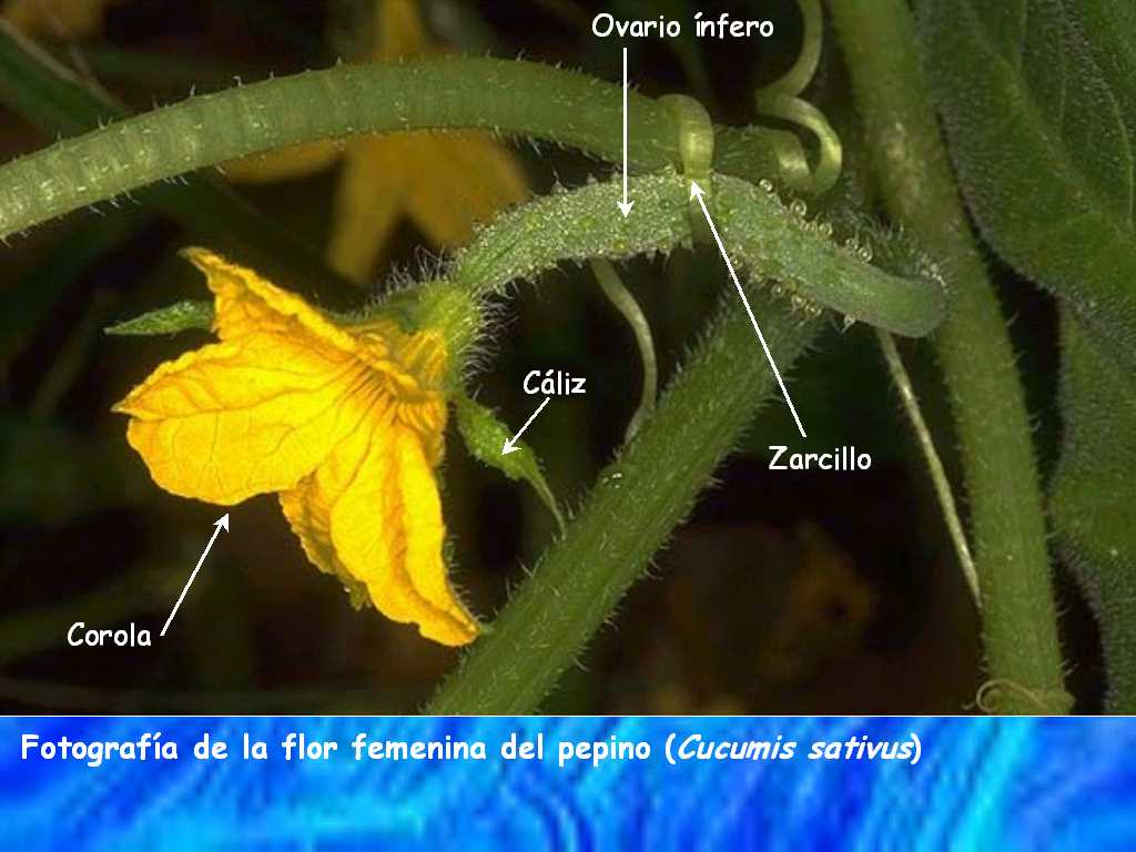 FITOSOFIA: CULTIVO DE PEPINO EN INTENSIVO-PRIMERA PARTE