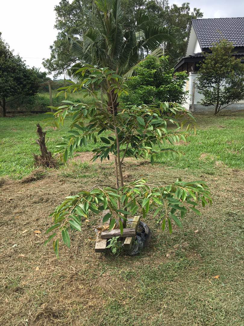 DUSUN TOK BAK: POKOK DURIAN MUSANG KING & DURI HITAM
