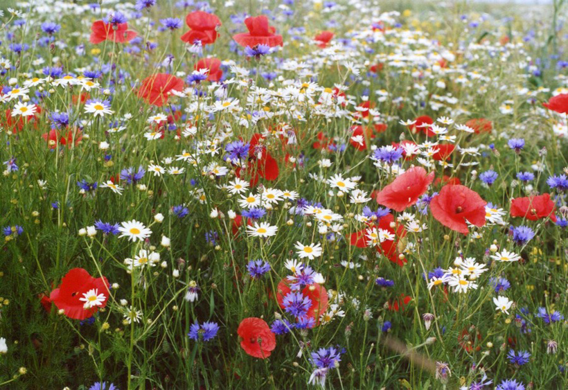 Cine sunt Eu astazi,nu mai sunt maine: FITI PREZENTI