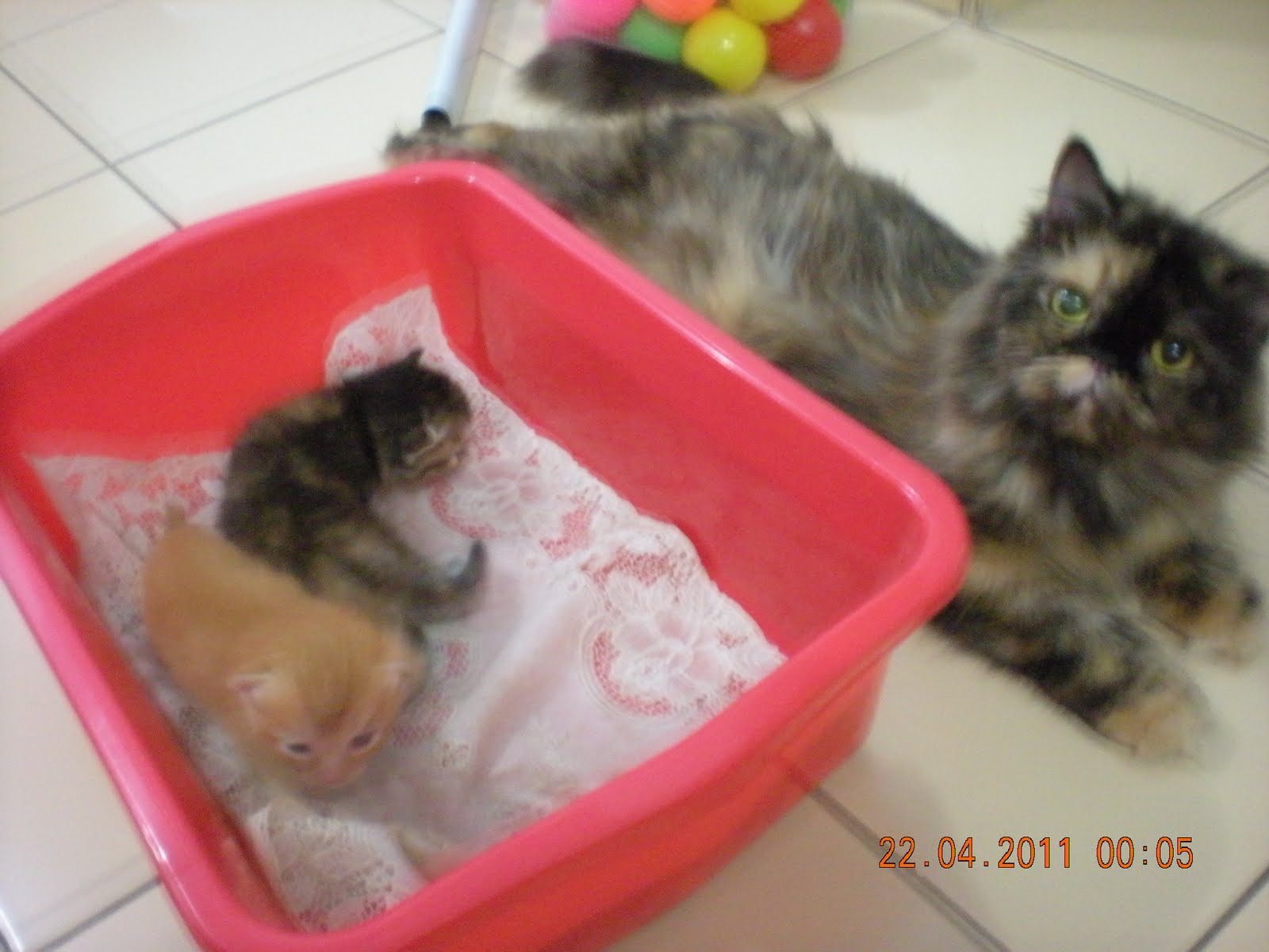 Jual Kucing Lucu & Murah: Kitten-Kitten PERSIA MEDIUM mix Anggora Lokal ...