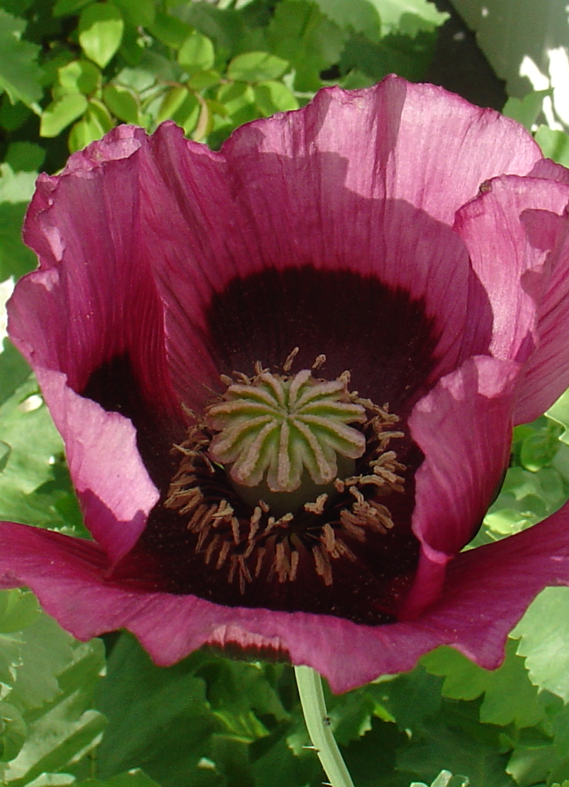 Fra frø til blomst: Valmuefrø
