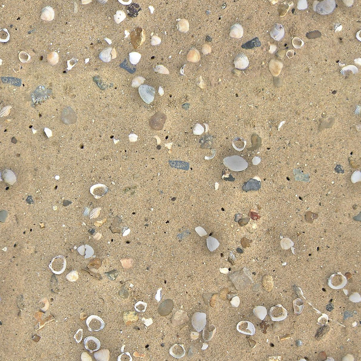 Seamless Beach Sand and Shells Texture + Bump Map | Texturise Free ...