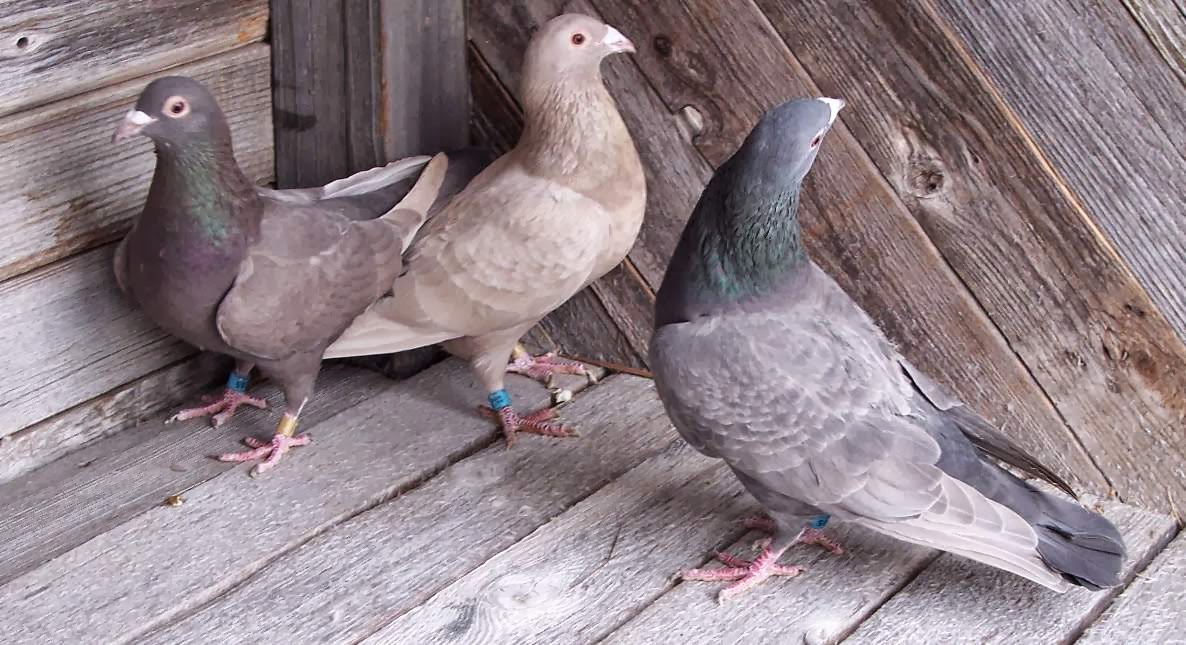 Pigeon Encyclopedia: Racing Homer