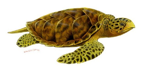 Aku Cinta Bahari: Penyu Sisik (Eretmochelys imbricata).