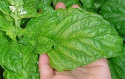 Tanaman Obat Selasih - Amazing Indonesia