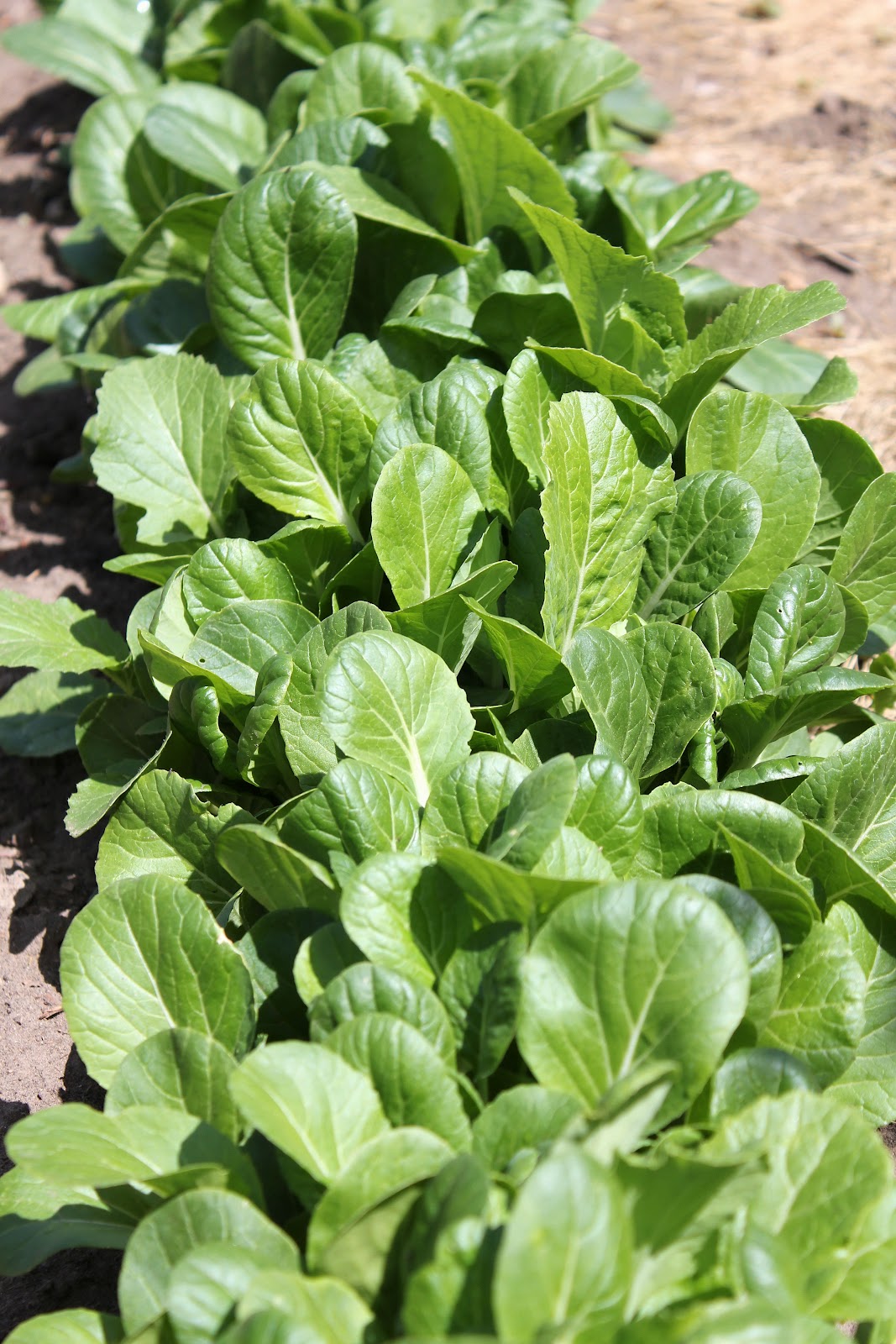 My Mountain Garden Gleanings: Lettuce Go Crazy!