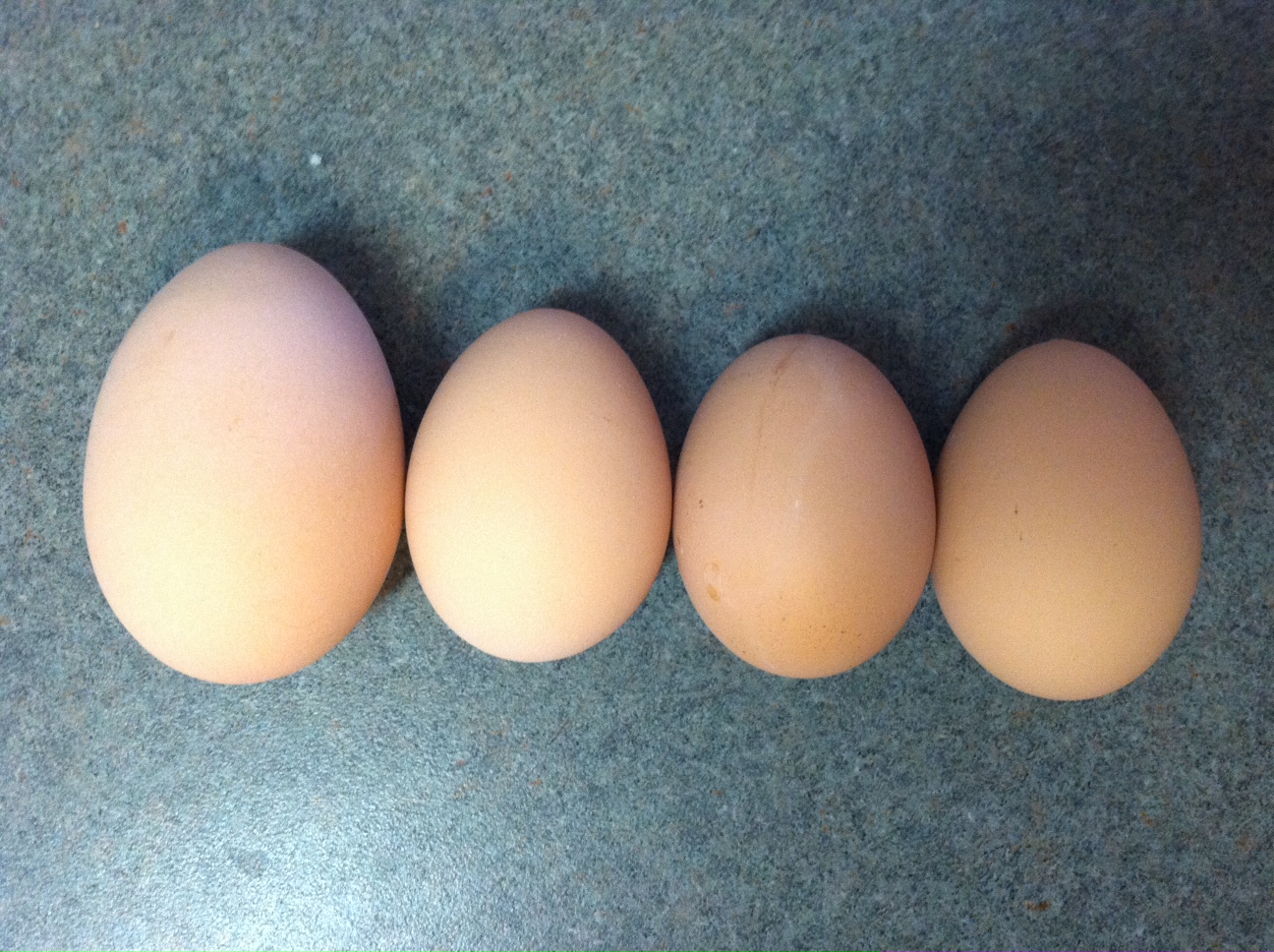 Blissful in the Boonies: Thought new layers laid small eggs...