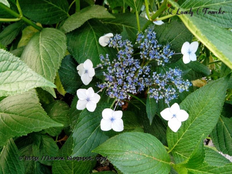 Mountain Hydrangea(মাউন্টেন হাইড্রেঞ্জিয়া) - Hydrangea macrophylla ssp ...