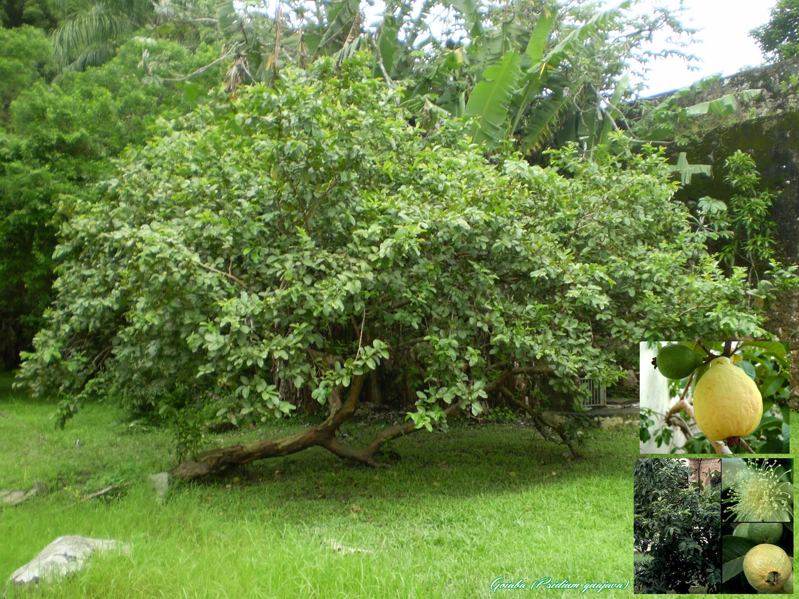 Goiabeira (Psidium guajava)