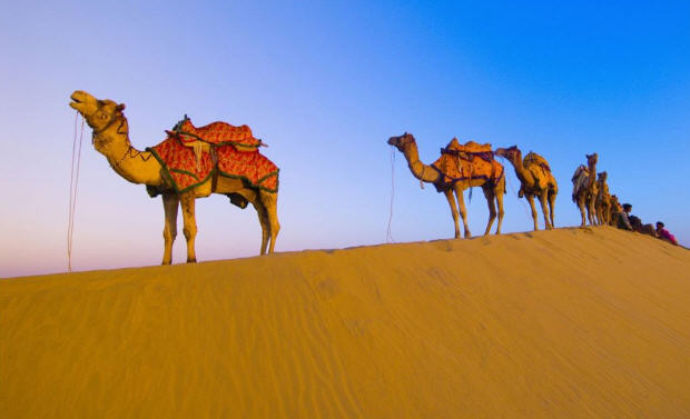 Unta Mesin Padang Pasir yang Menakjubkan | Islamedia - Media Islam Online